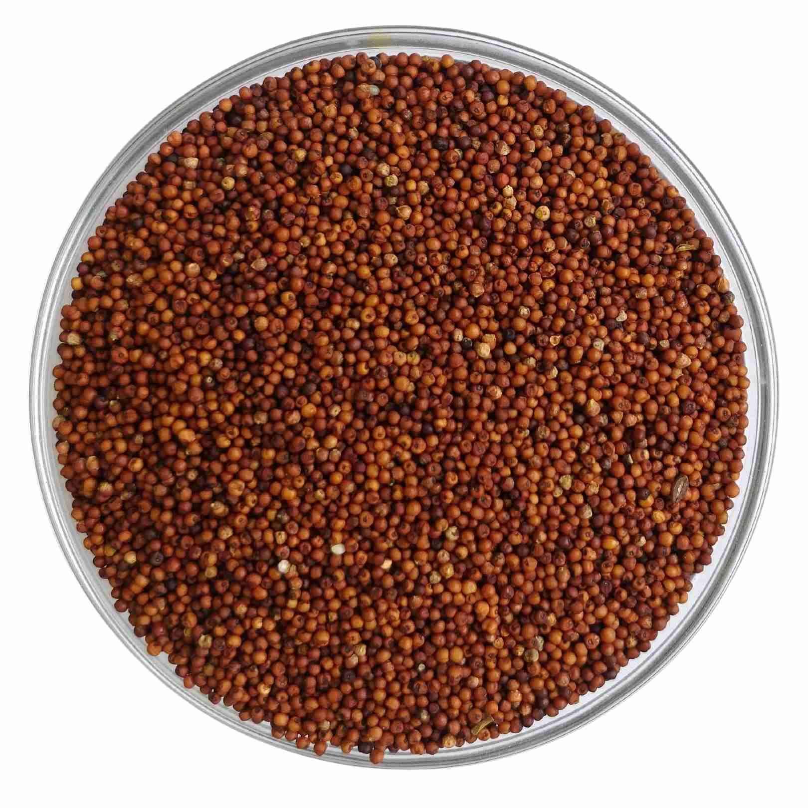 Finger Millet (Ragi) - Green Essence Ventures